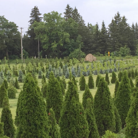Cerelli Tree Farm | Tree Nursery & Farm - Custom Digs, Landscaping ...