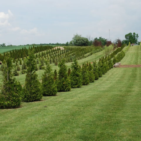 Cerelli Tree Farm | Tree Nursery & Farm - Custom Digs, Landscaping ...